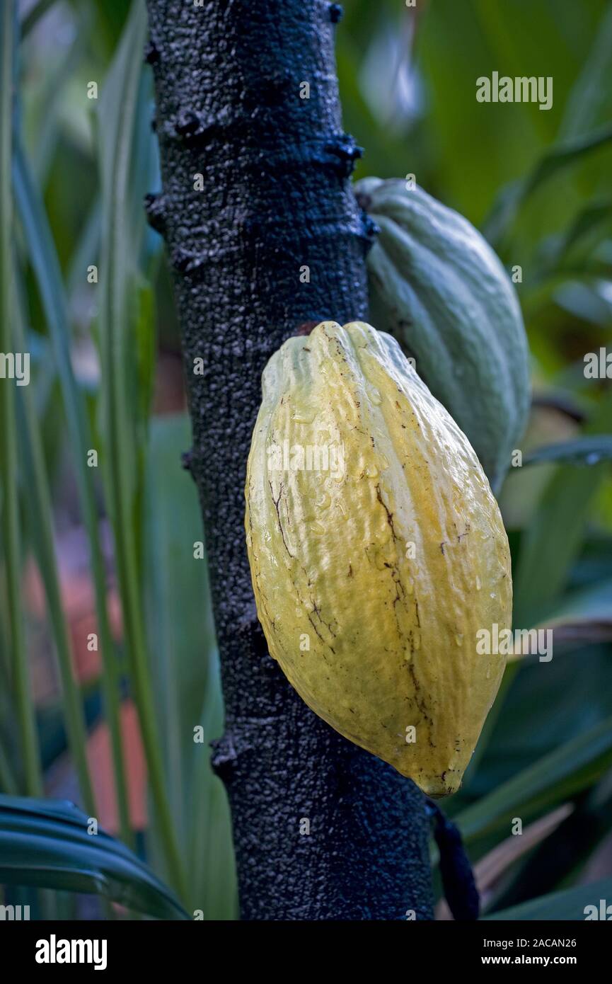 Cocoa fruit on a cocoa tree, Theobroma cacao Stock Photo - Alamy