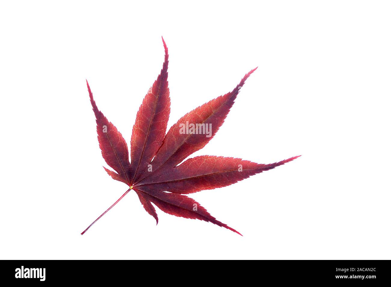 Acer Palmatum Atropurpureum Leaf High Resolution Stock Photography and ...