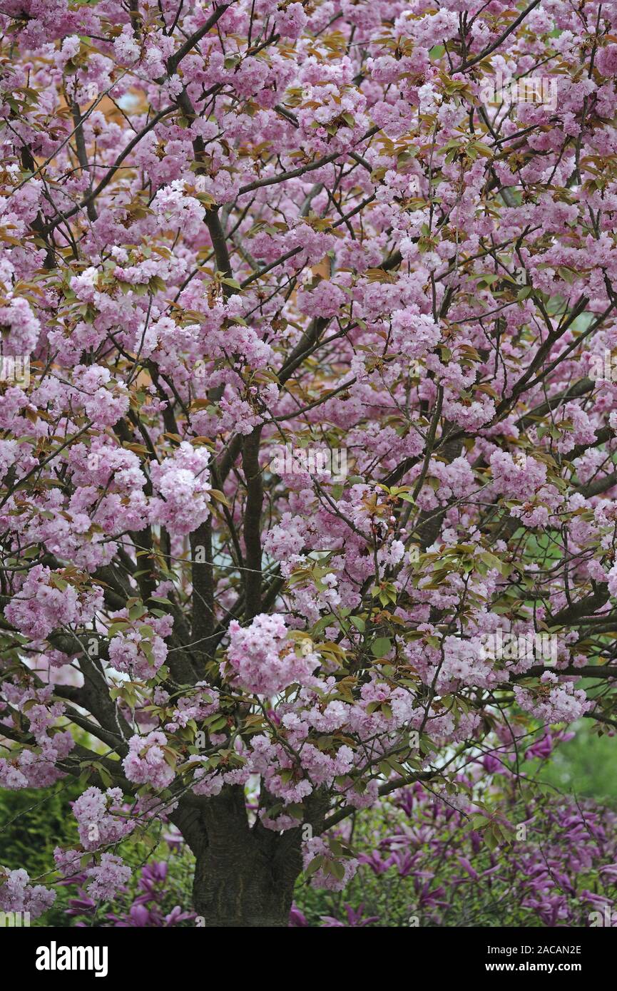 Ornamental cherry (Prunus serrulata Stock Photo - Alamy