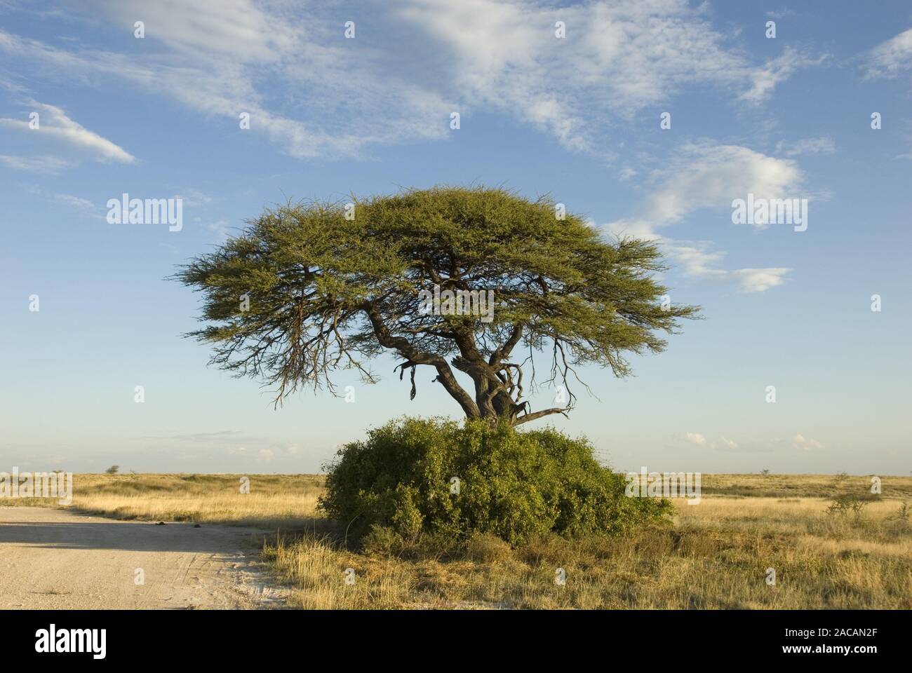 Umbrella acacia acacia hi-res stock photography and images - Alamy