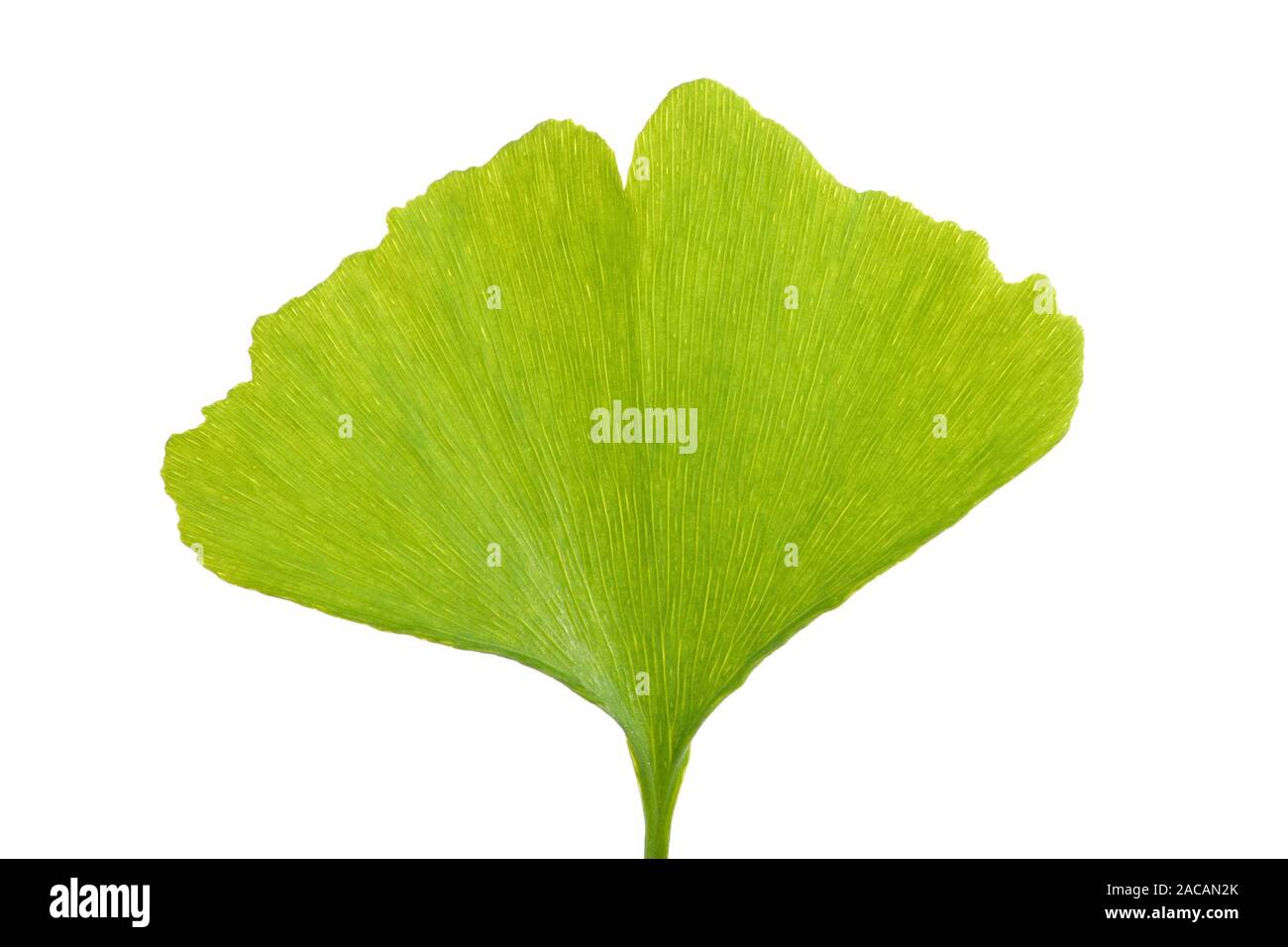 leaf of the Ginkgo or Ginko tree , Ginkgo biloba Stock Photo - Alamy