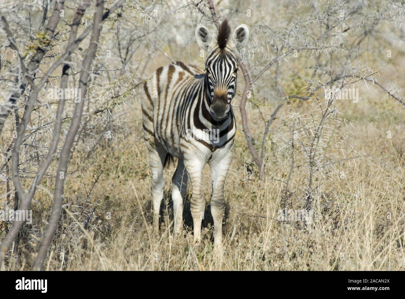 Zebra cub hi-res stock photography and images - Alamy