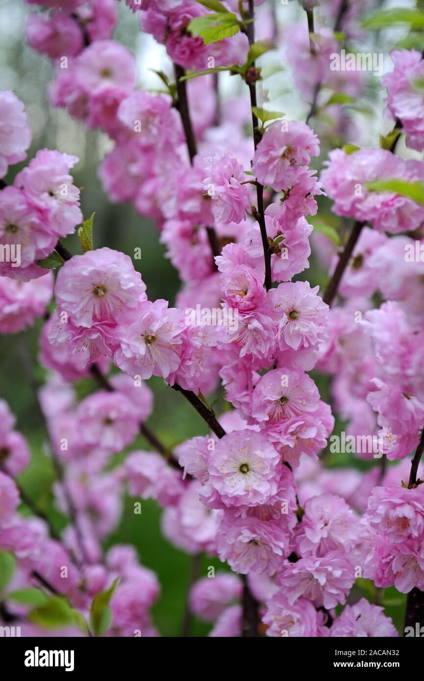 Ornamental cherry (Prunus serrulata Stock Photo - Alamy