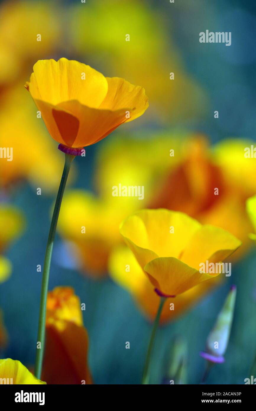 Eschscholzia mexicana hi-res stock photography and images - Alamy