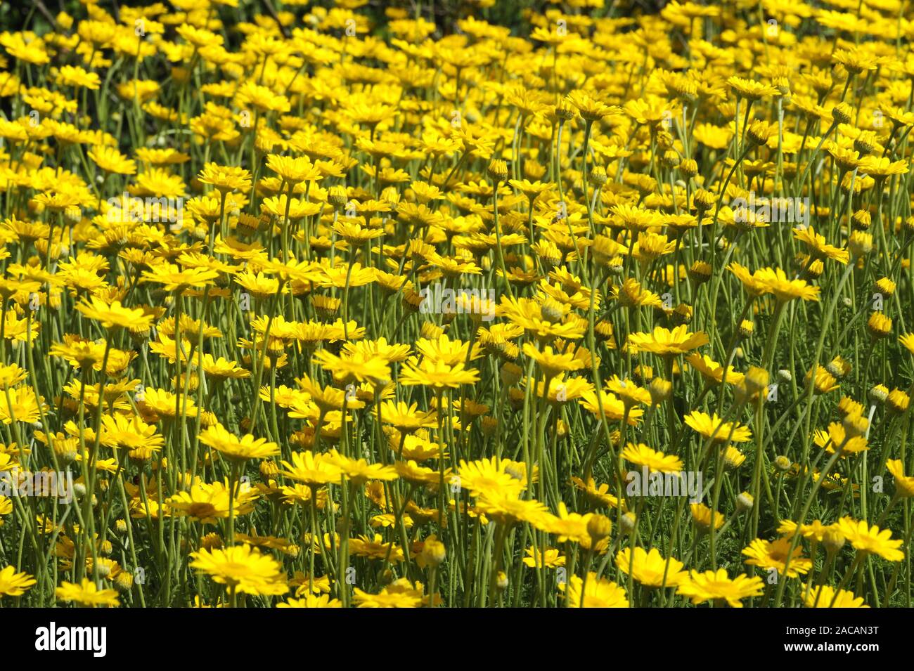Anthemis tinctoria detail hi-res stock photography and images - Alamy