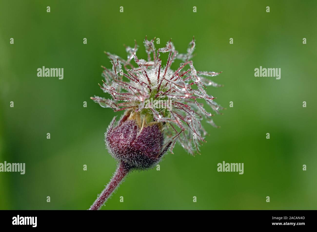 Clove root hi-res stock photography and images - Alamy