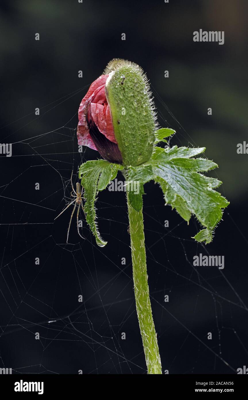 flowering poppy, Papaver spec., with spider Stock Photo - Alamy