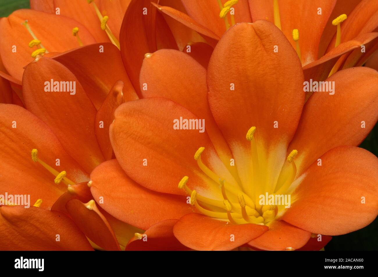 Orange clivia miniata hi-res stock photography and images - Alamy