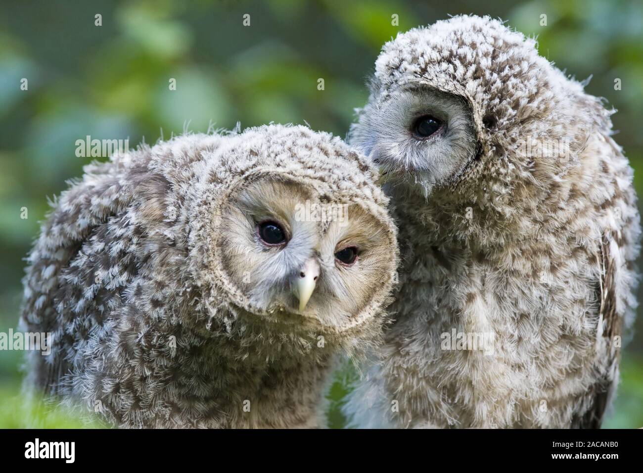 young Ural owl (Strix uralensis), Bavaria, Germany, young Ural Owls ...
