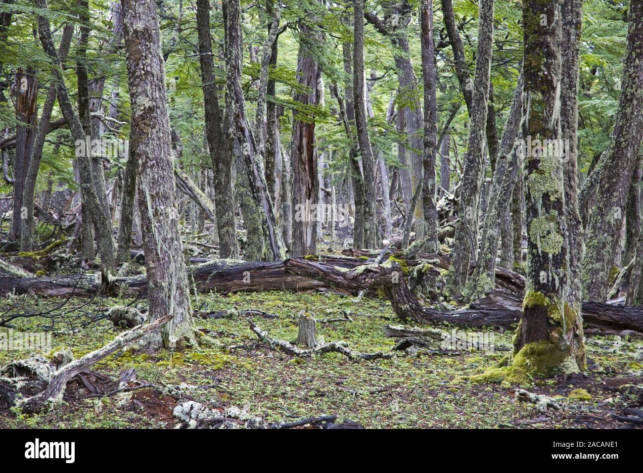 South beech forest (nothofagus) in Onelli Bay, NP Los Glaciares, South ...
