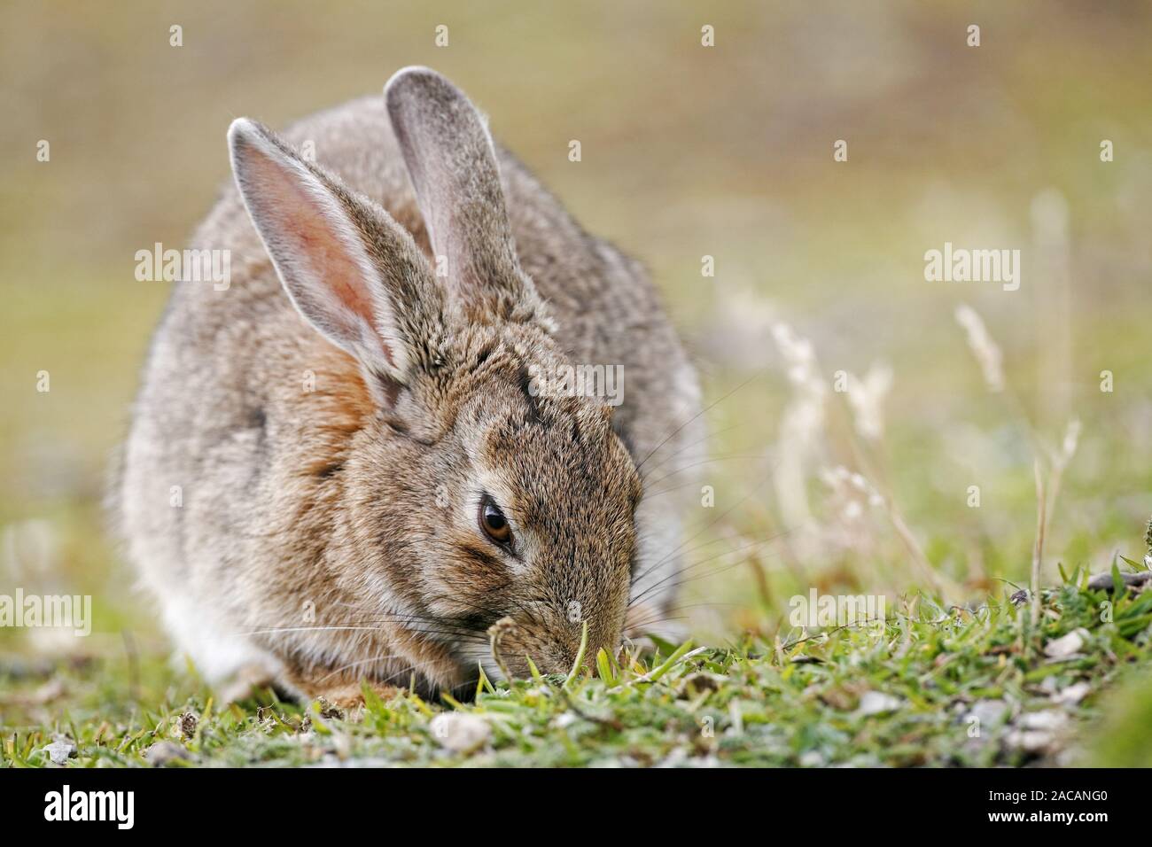 Patagonian rabbit hi-res stock photography and images - Alamy