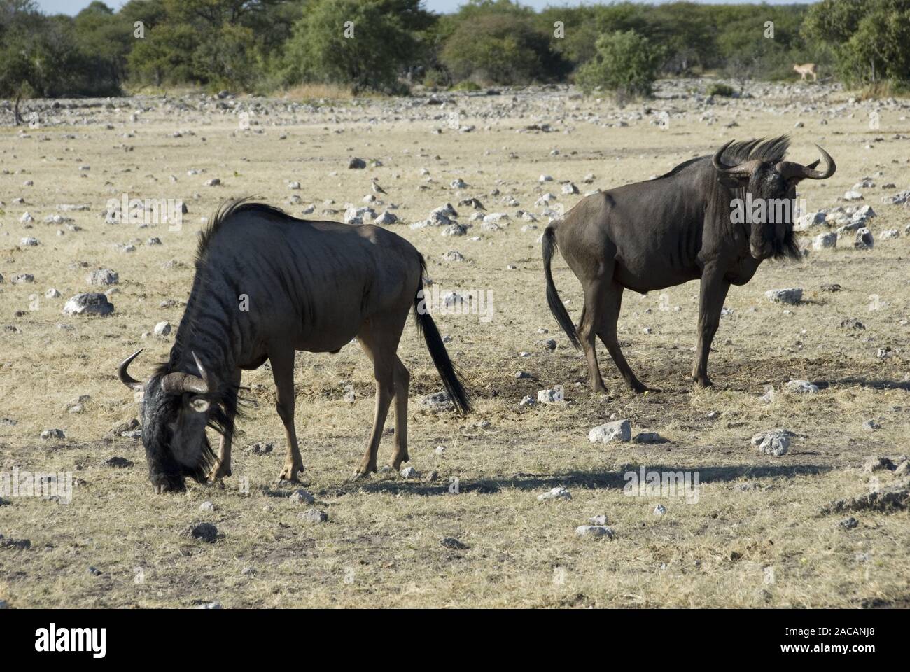 Gnu's hi-res stock photography and images - Alamy