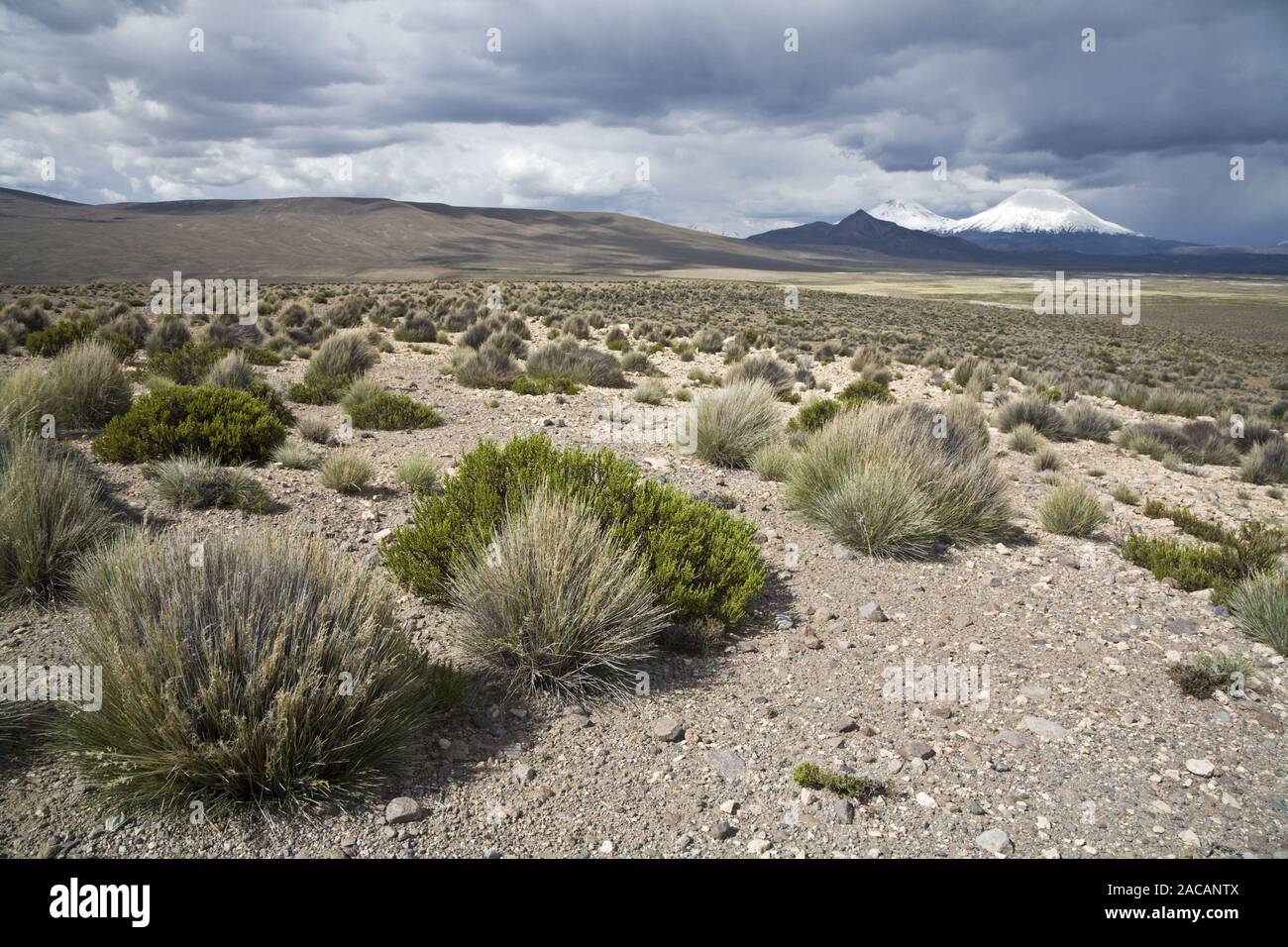 Zwillingsvulkane Parinacota und Pomerape, NP Lauca, Chile, the twin ...