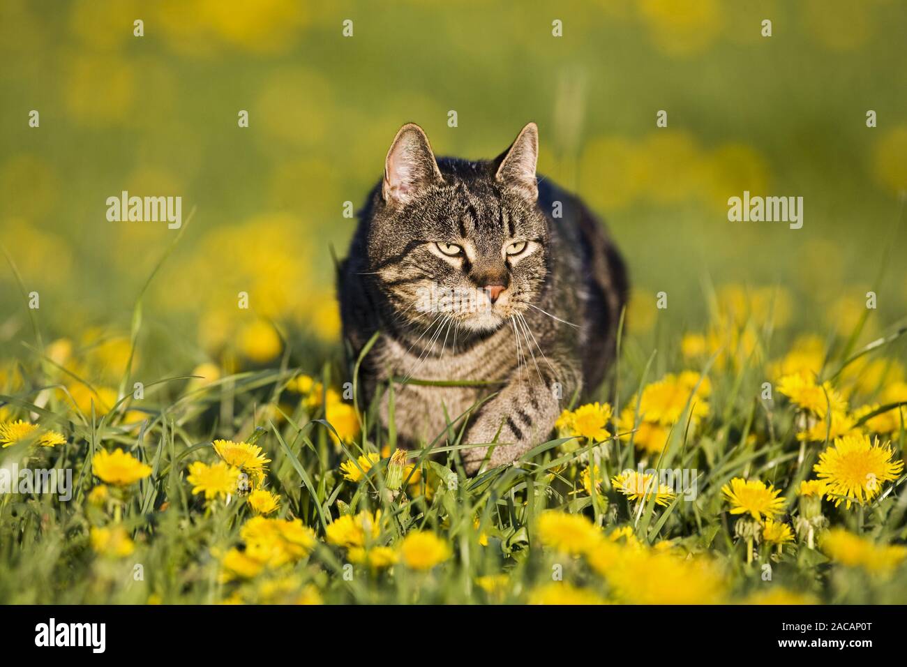 European Shorthair house cat Stock Photo - Alamy
