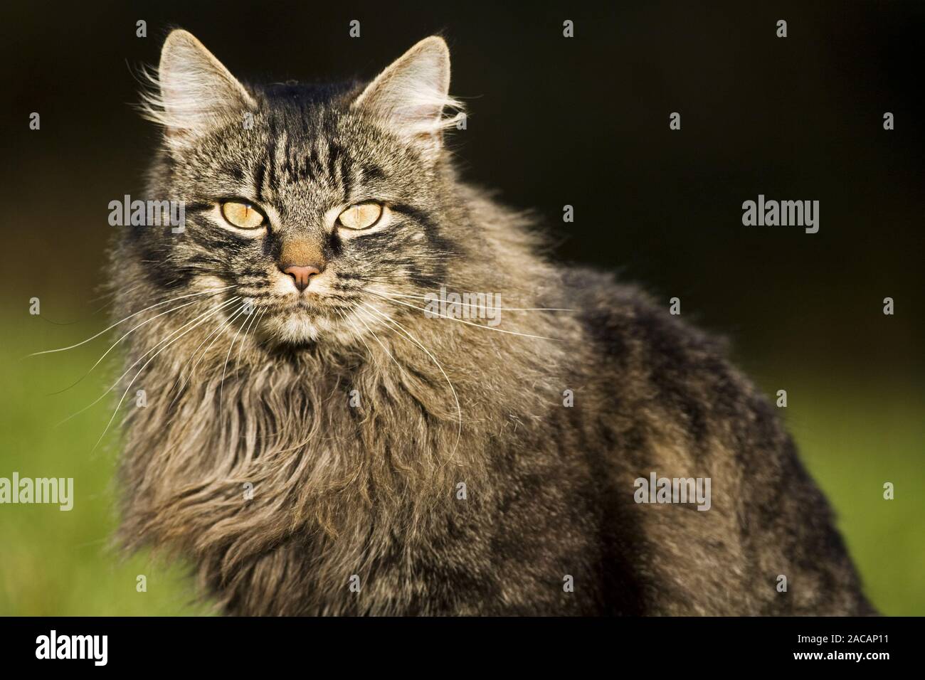 German longhaired cat, German longhaired cat, German long-haired cat ...