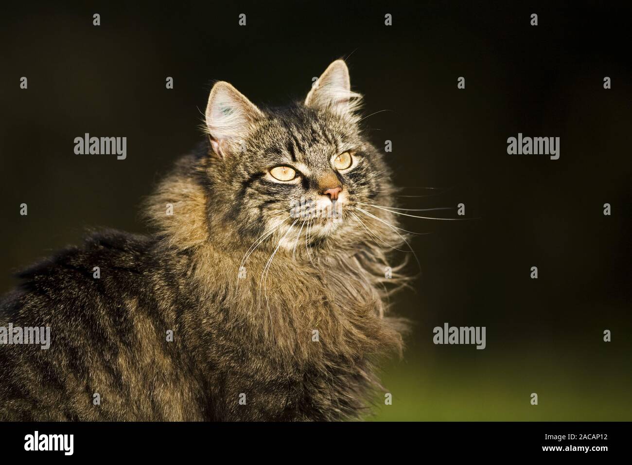 German Longhaired Cat High Resolution Stock Photography and Images - Alamy