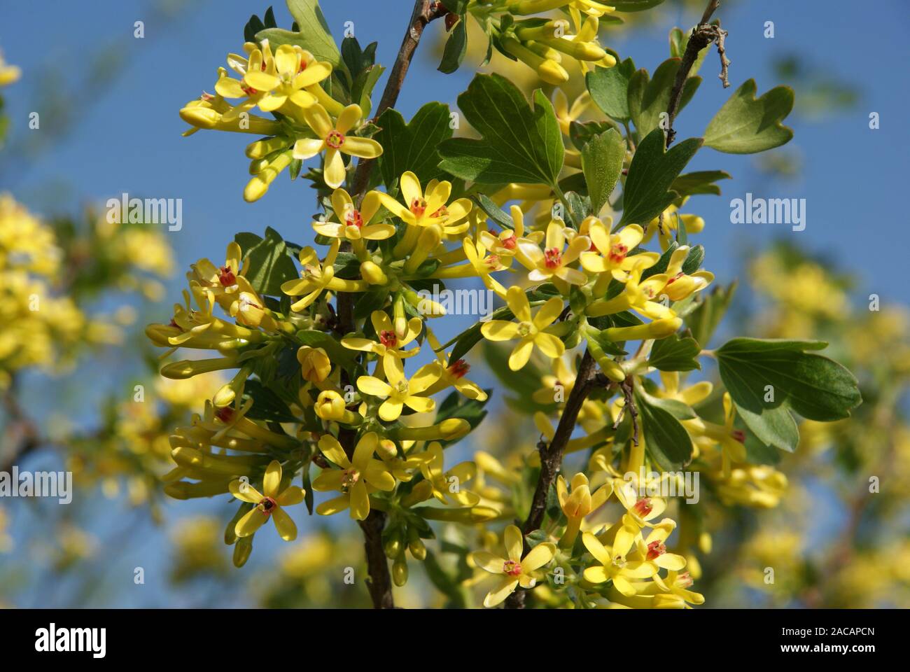 Golden currant ribes aureum hi-res stock photography and images - Alamy
