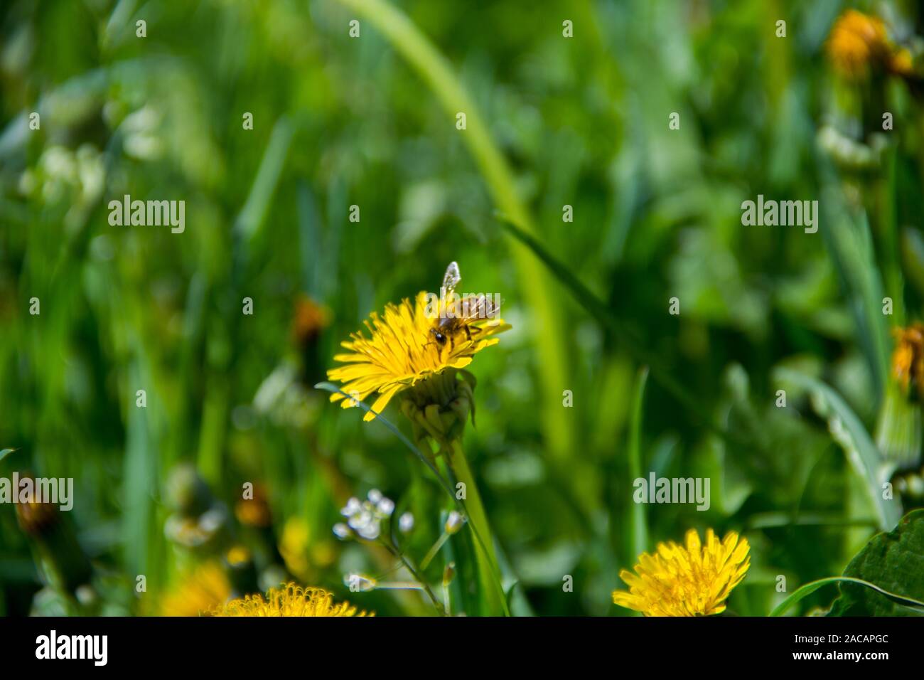 spring yellow flowers dandelions in green grass. Looks like a ...