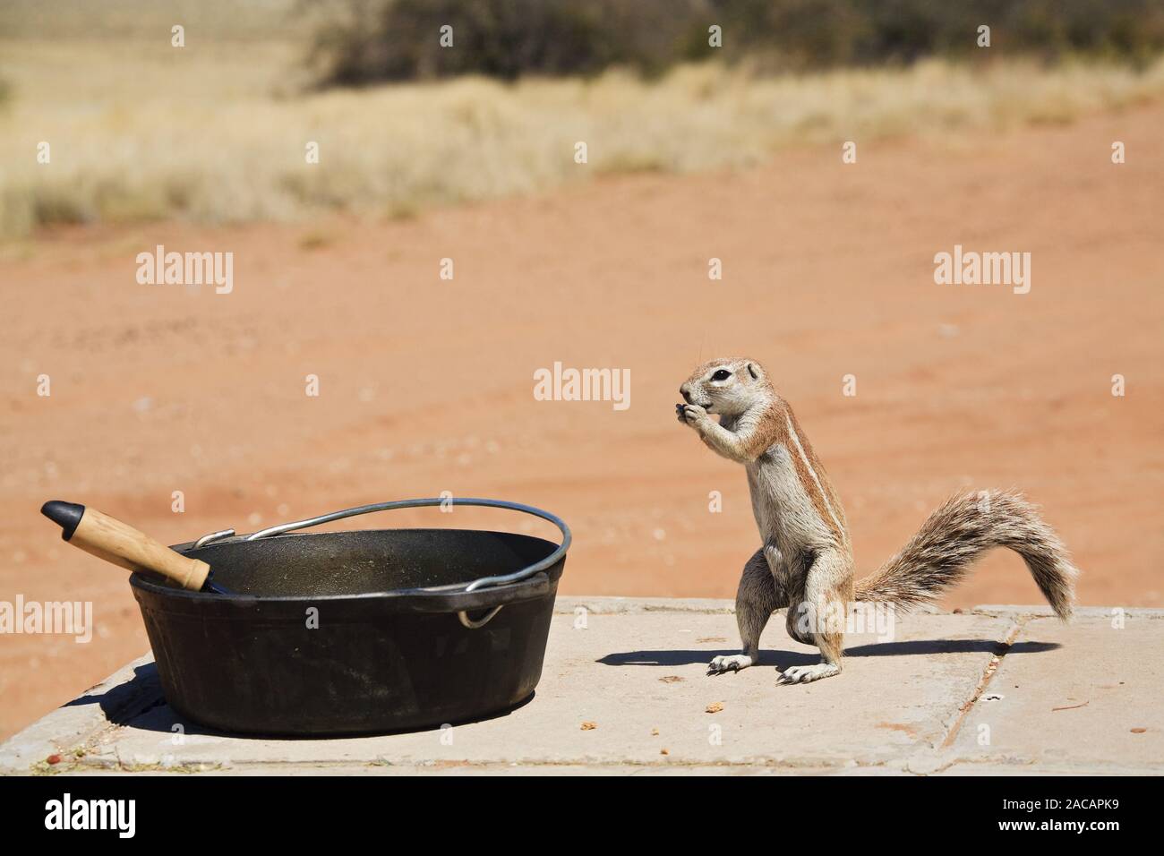African chipmunks hi-res stock photography and images - Alamy