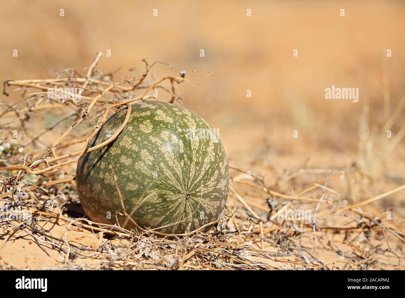 Nara melone hi-res stock photography and images - Alamy