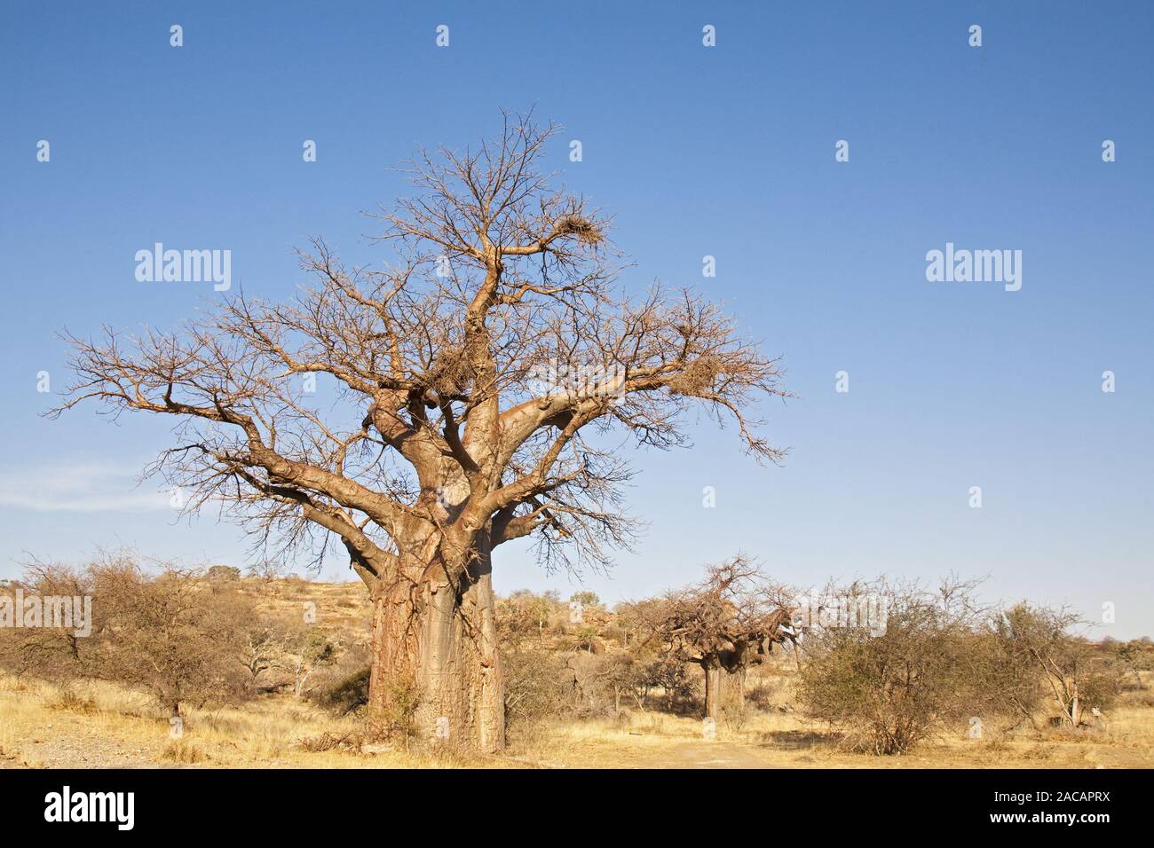 Baoba tree hi-res stock photography and images - Alamy