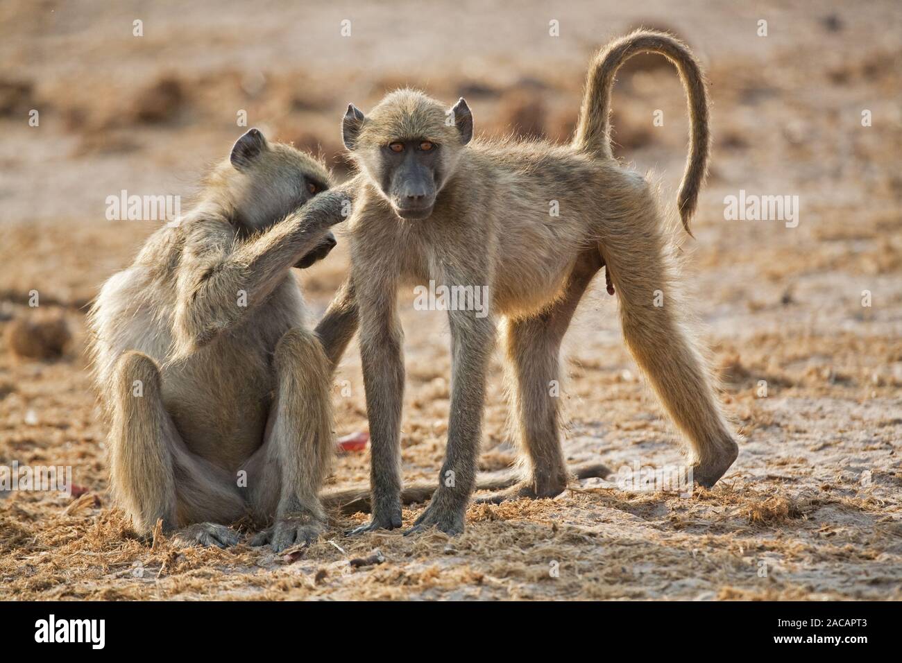 Namibia baboon hi-res stock photography and images - Alamy