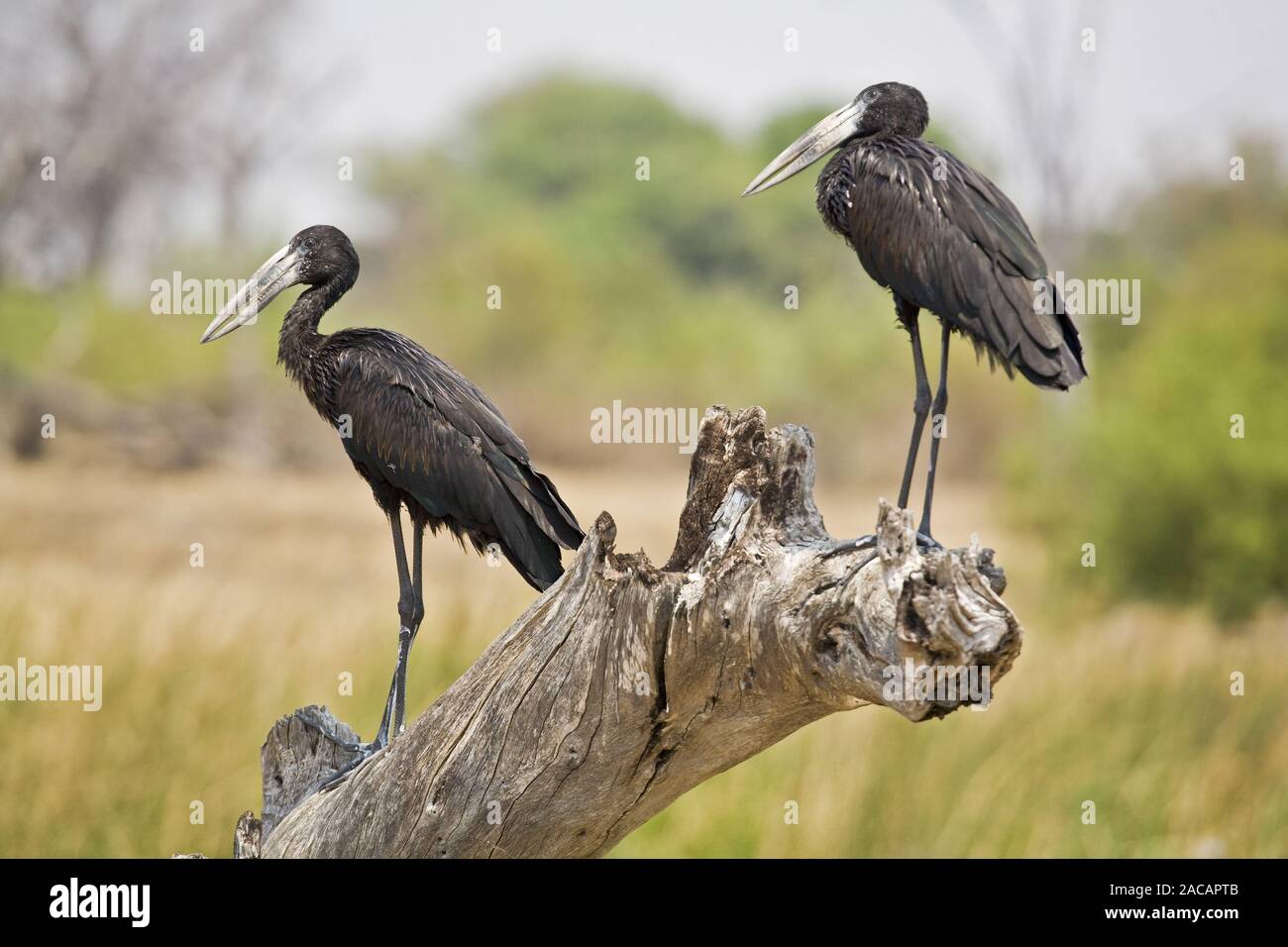 eating African Openbill Stork, Moremi Wildlife Reserve, Okavango Delta ...