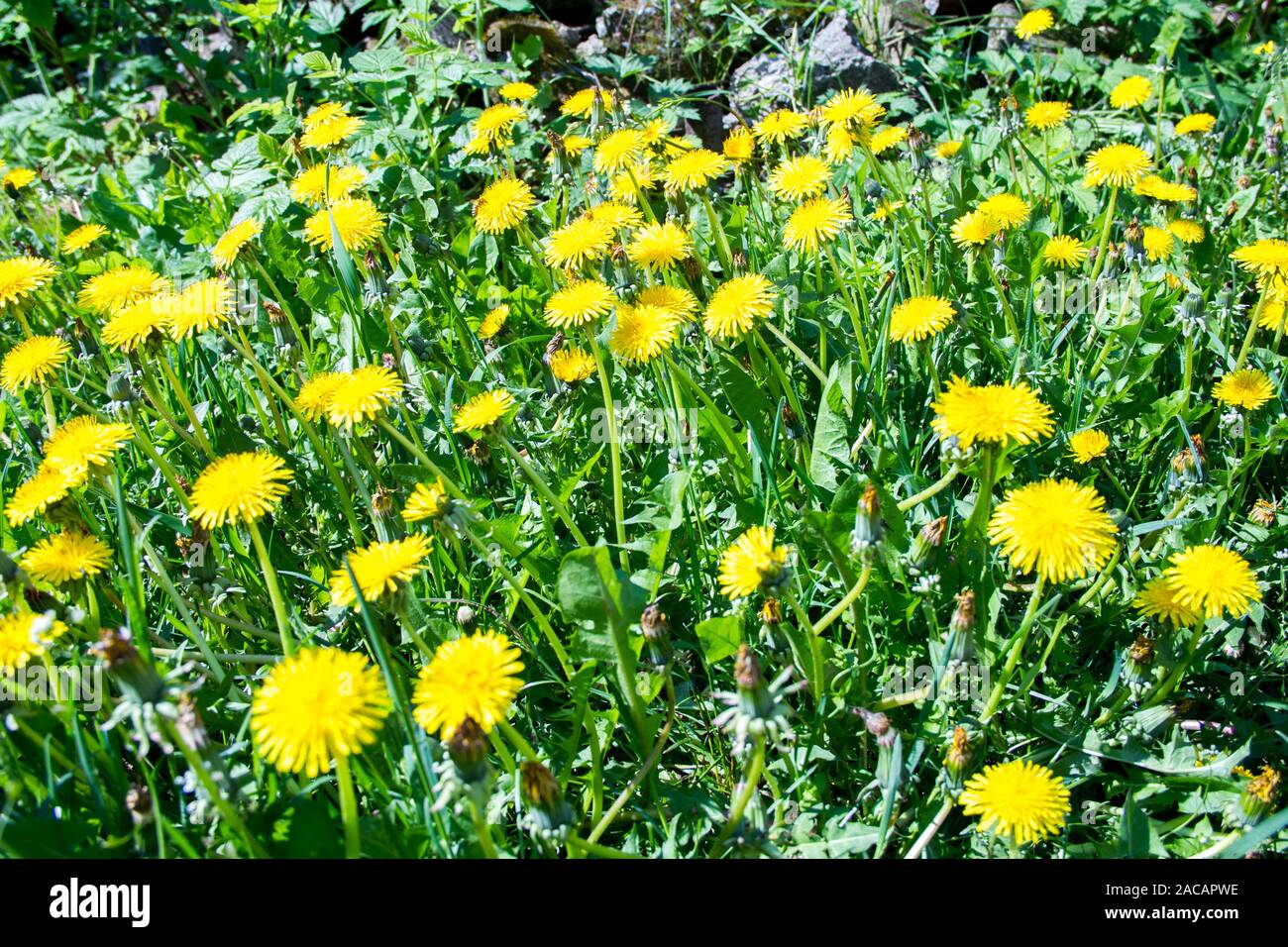 spring yellow flowers dandelions in green grass. Looks like a ...