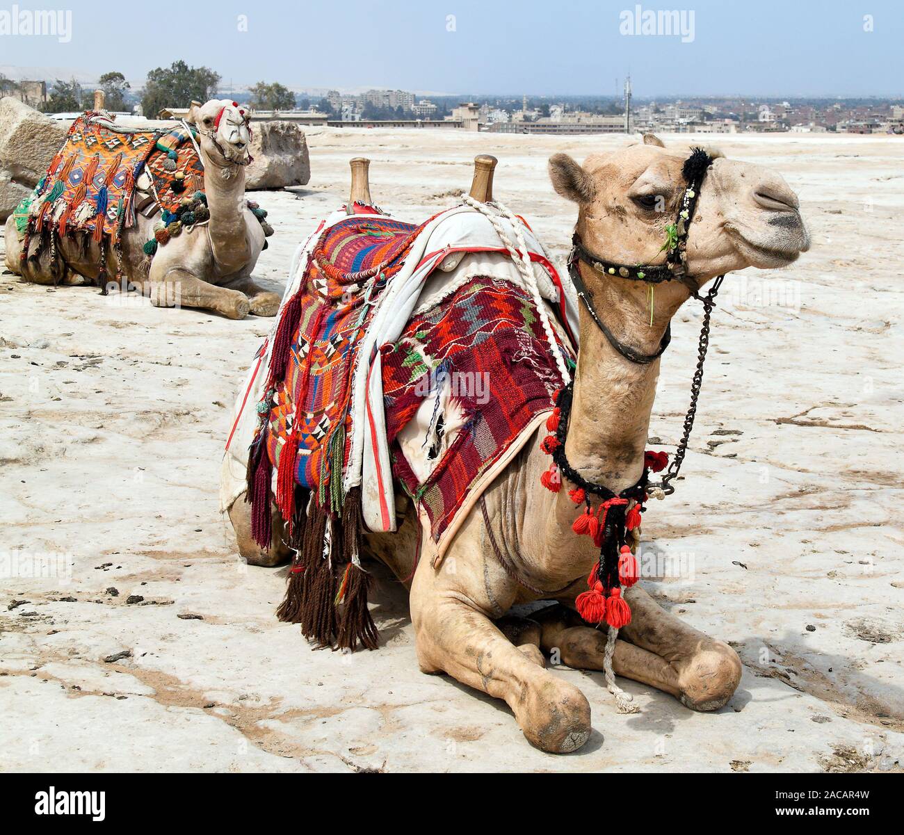 Egyptian camel hi-res stock photography and images - Alamy