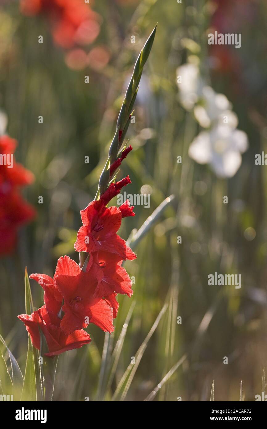 sword lily, bavaria, germany Stock Photo - Alamy