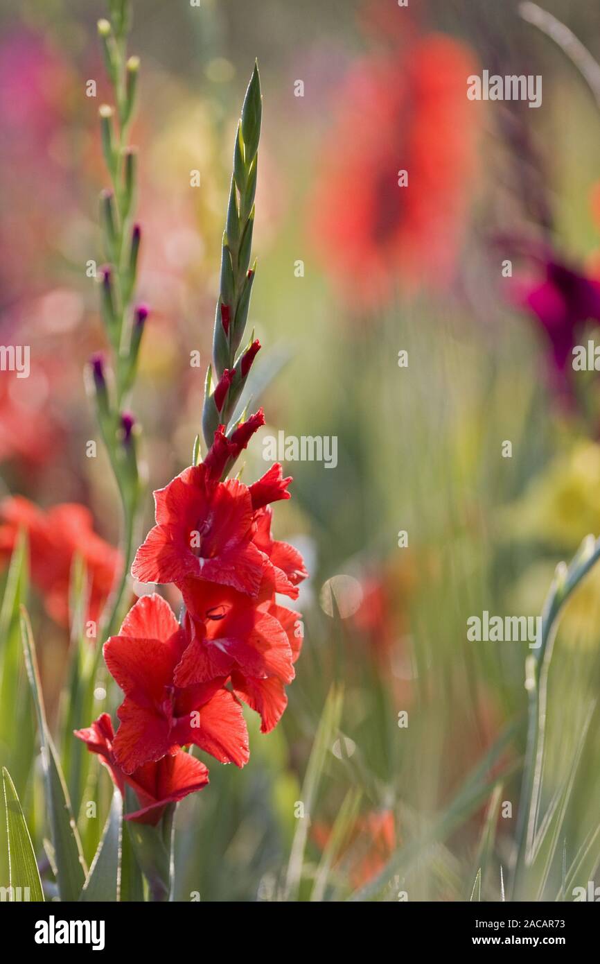 Sword Lily Plants High Resolution Stock Photography and Images - Alamy