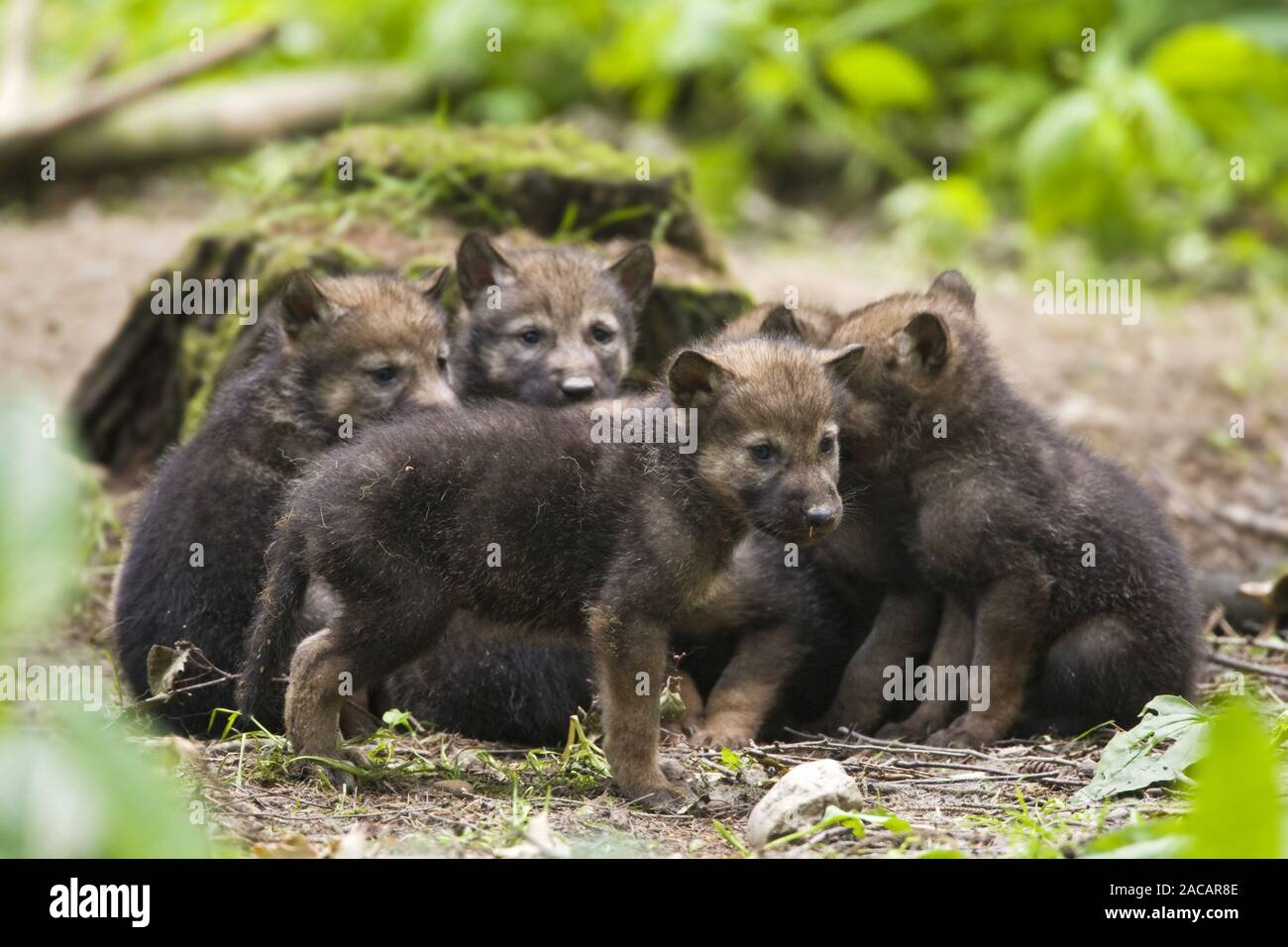 European wolf with pup Stock Photo - Alamy