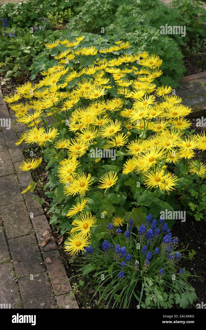 Doronicum orientale leopards bane hi-res stock photography and images ...