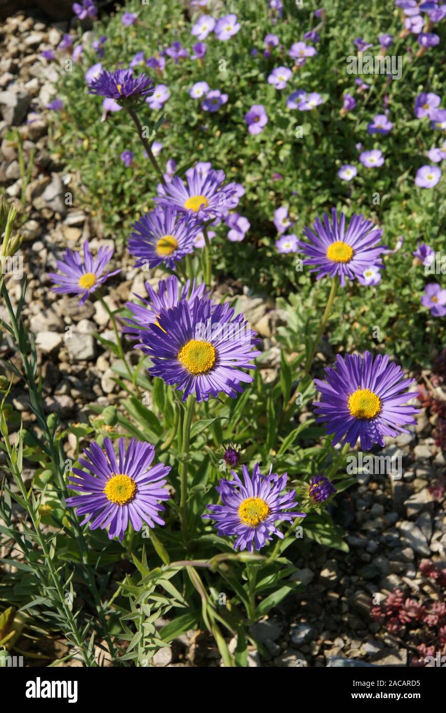 Aster alpinus, Alpenaster, alpine aster Stock Photo - Alamy