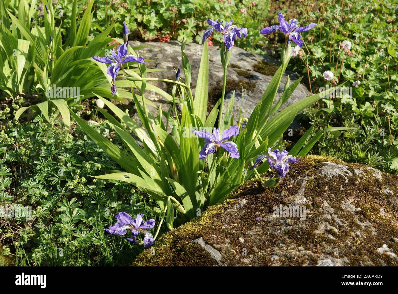 Iris tectorum hi-res stock photography and images - Alamy
