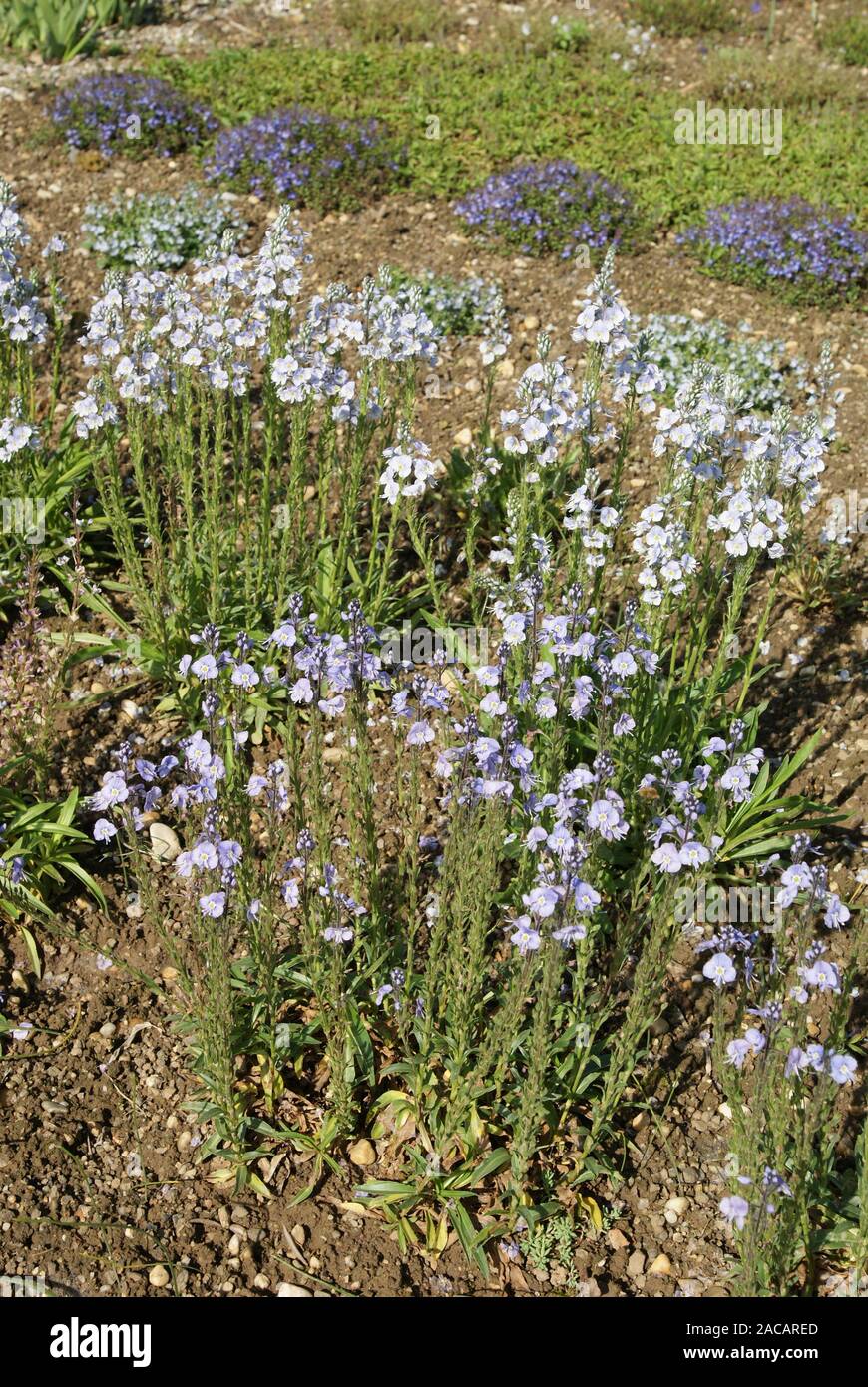 Veronica gentianoides, Gentian like prize, Speedwell Stock Photo - Alamy