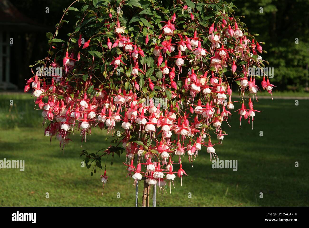 Fuchsia, fuchsia, stem Stock Photo - Alamy