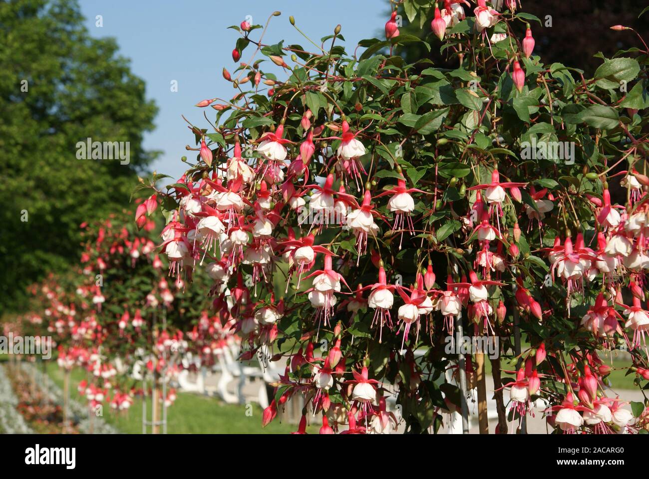 Sommerflor hi-res stock photography and images - Alamy