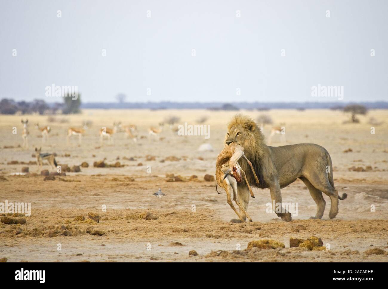 African Lion Hunting Antelope
