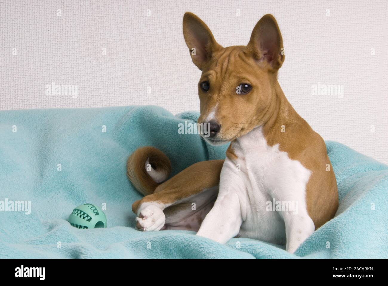 Basenji, African Bush Dog or Congo Dog Stock Photo - Alamy