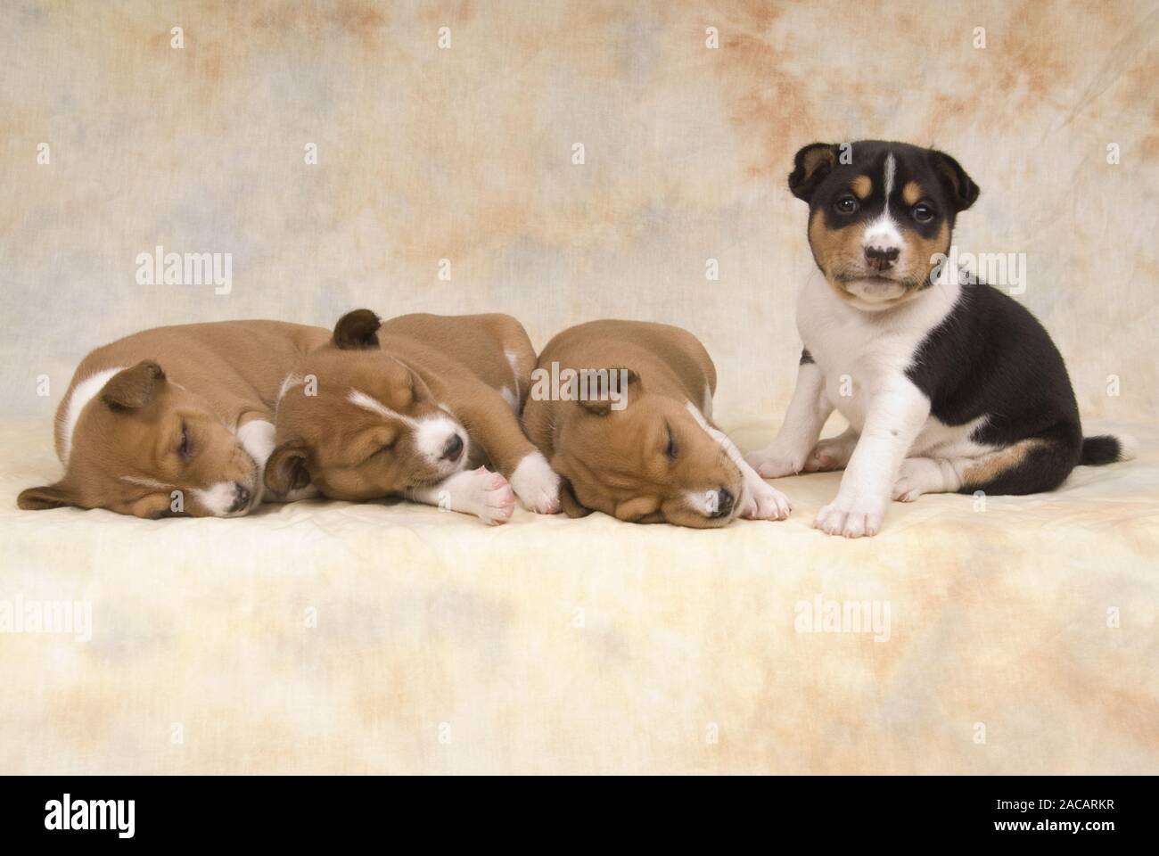 Basenji african bush dog hi-res stock photography and images - Alamy