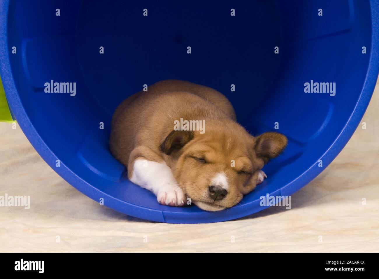 Basenji, African Bush Dog or Congo Dog Stock Photo - Alamy