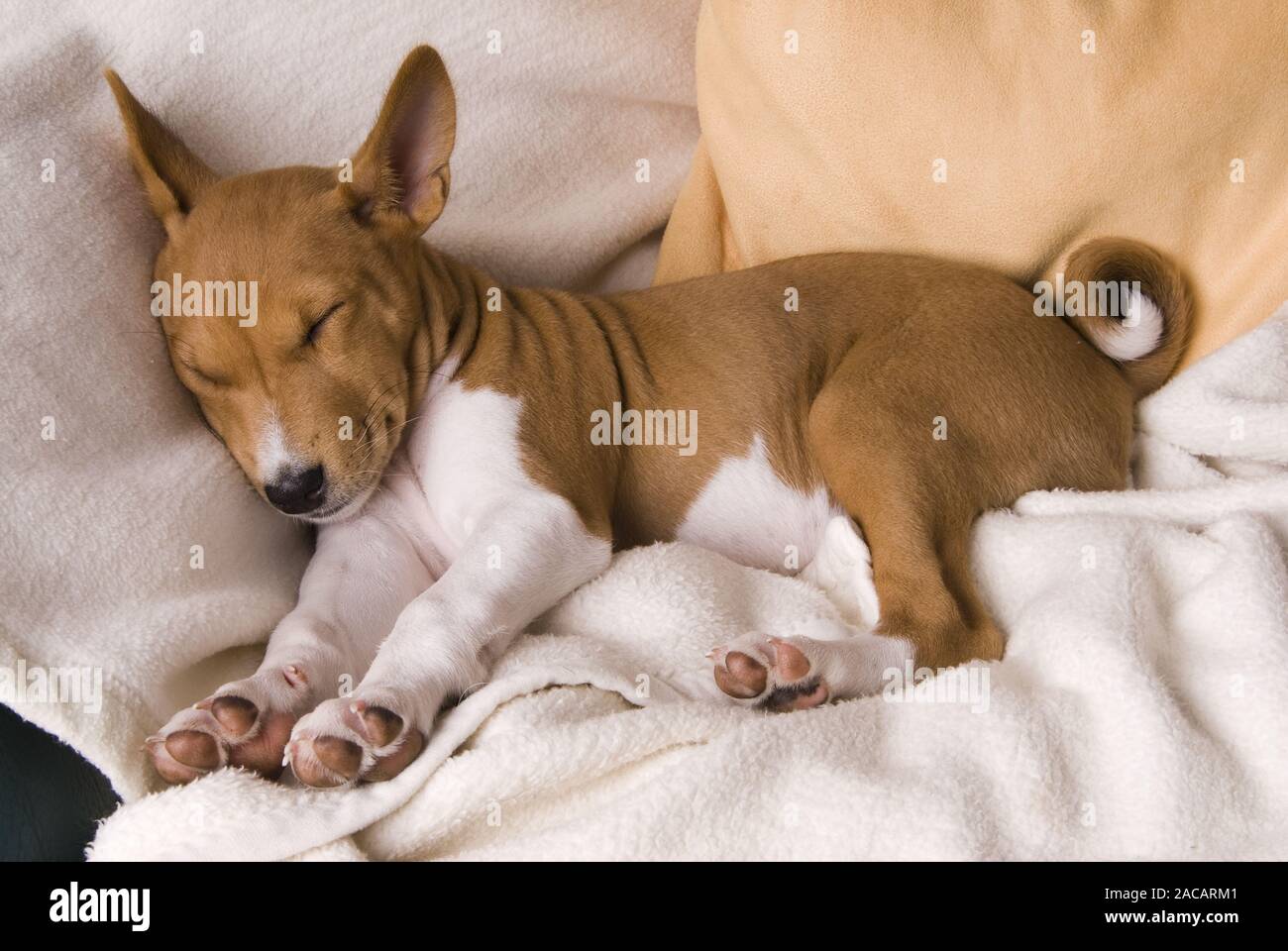 Basenji, African Bush Dog or Congo Dog Stock Photo - Alamy