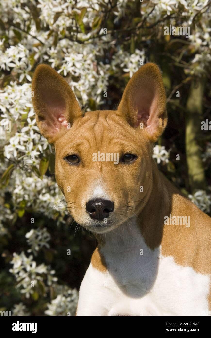 Animals of congo hi-res stock photography and images - Alamy