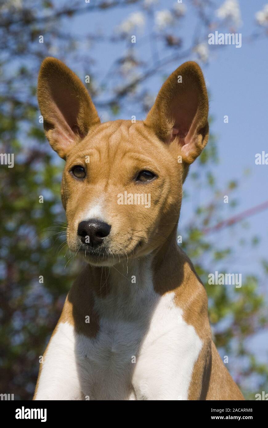 Basenji, African Bush Dog or Congo Dog Stock Photo - Alamy