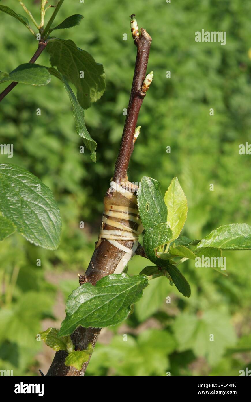 Prunus Domestica Tree