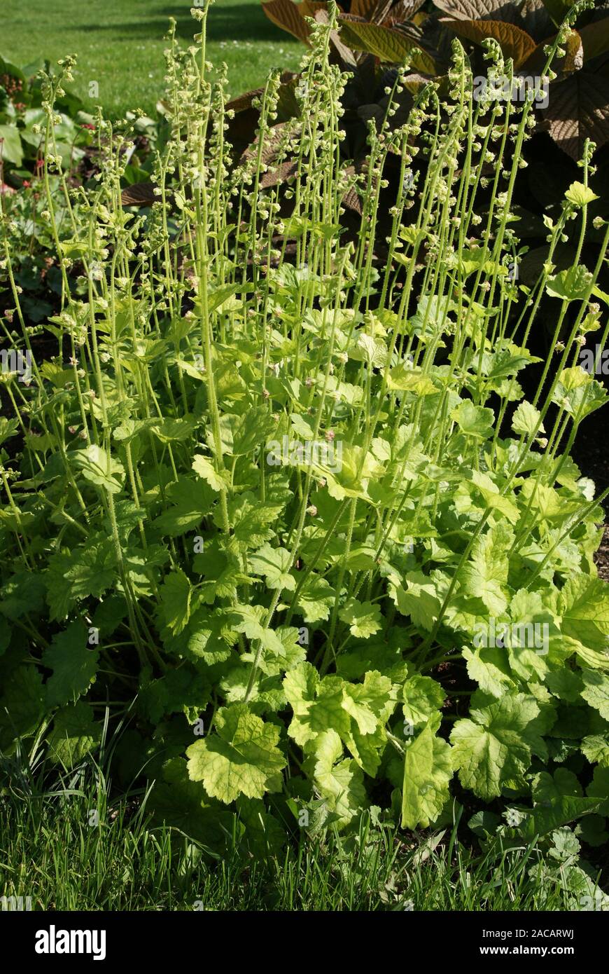 Tellima grandiflora hi-res stock photography and images - Alamy