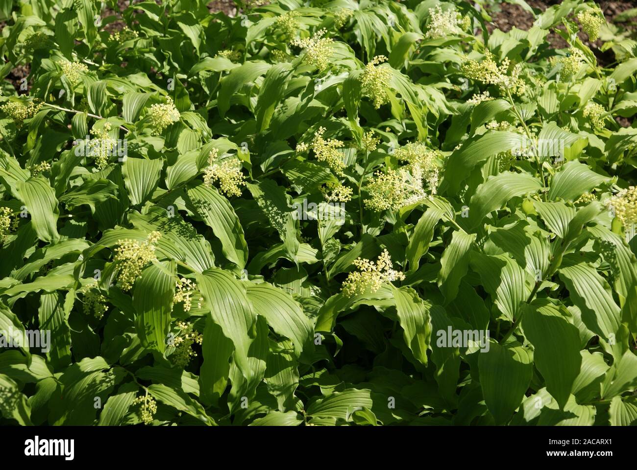 Smilacina racemosa hi-res stock photography and images - Alamy