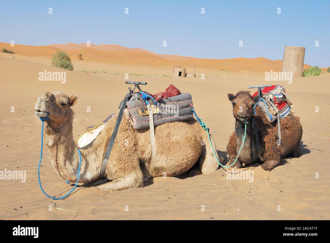 Dromedaries hi-res stock photography and images - Alamy