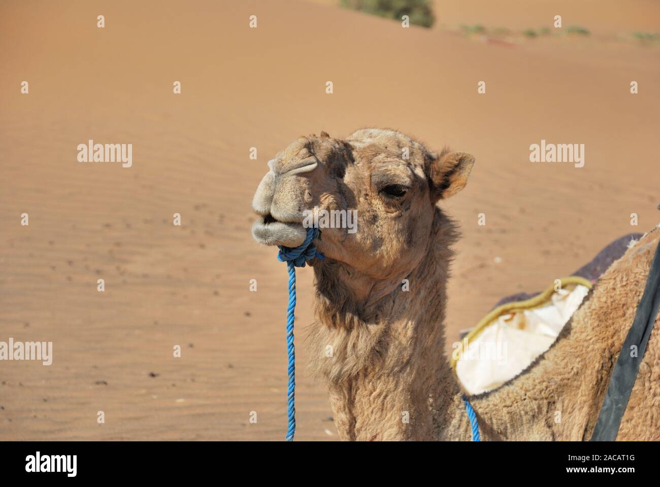 Dromedaries hi-res stock photography and images - Alamy